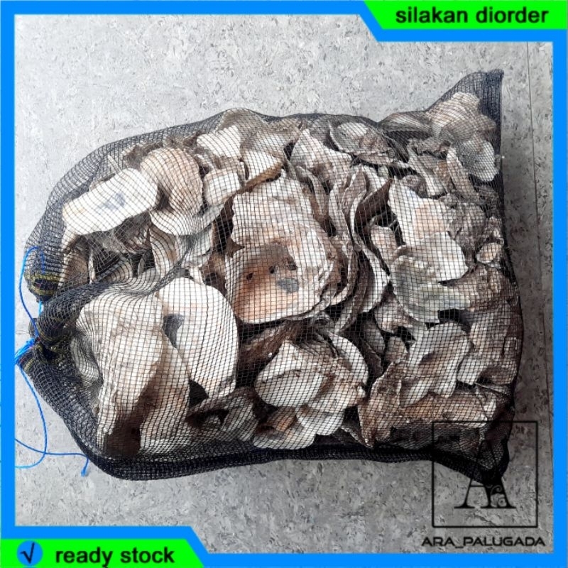 Jual Cangkang Oyster Shell Kulit Kerang Filter Akuarium Kolam + Jaring ...