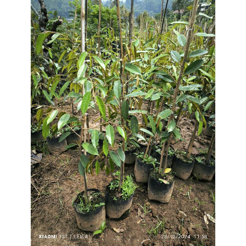 Jual bibit durian bawor rimbun | Shopee Indonesia