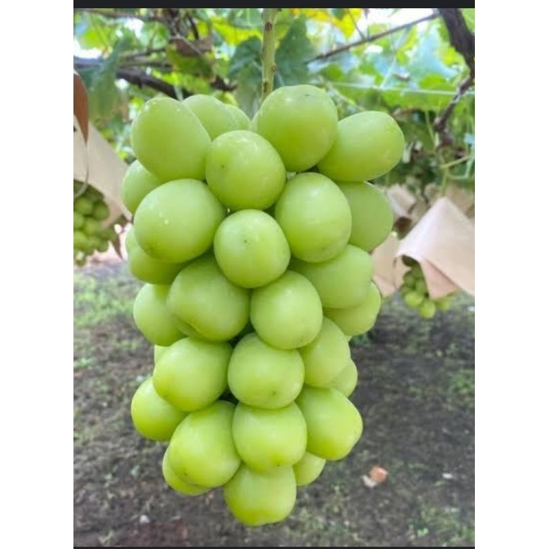Jual Bibit Tanaman Anggur SHINE MUSCAT Besar Hijau Valid | Shopee Indonesia