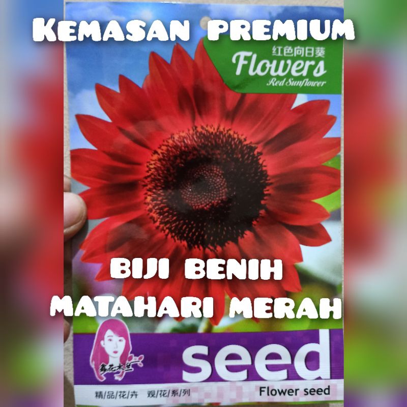 Jual kemasan premium biji benih bunga matahari merah impor | Shopee ...