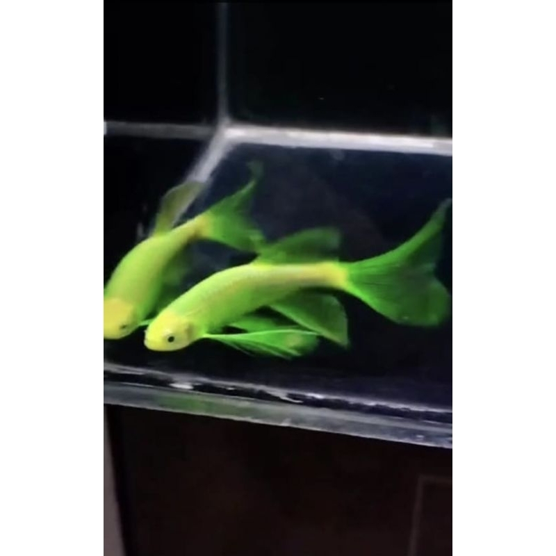 Jual green danio slayer starled / kebutuhan akuarium | Shopee Indonesia