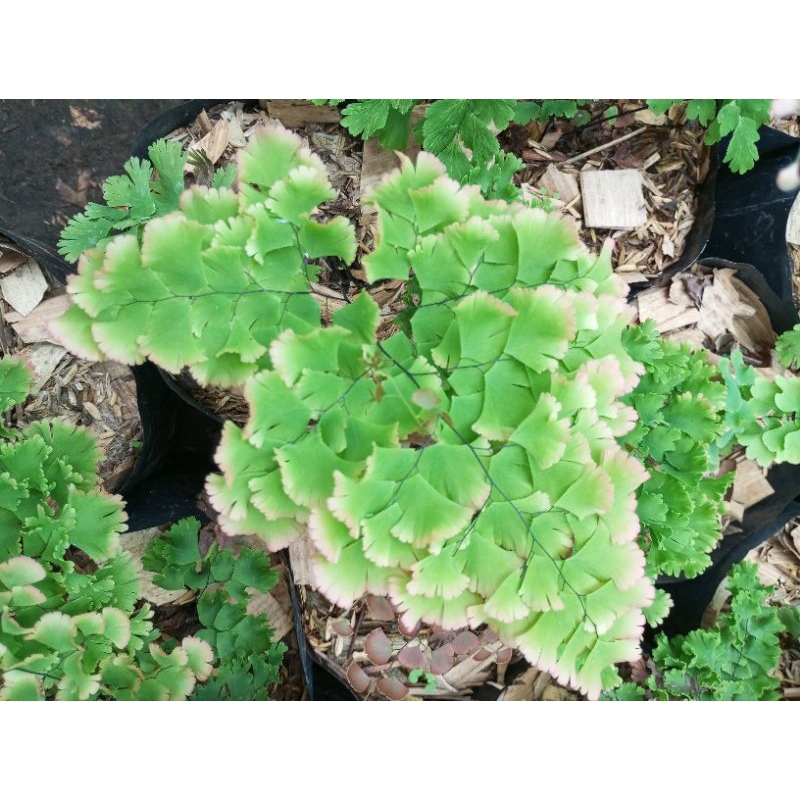 Jual suplir liviana/tanaman hias/suplir/tanaman hias outdoor &indoor ...
