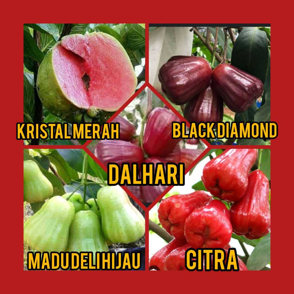 Jual Paket 5 Bibit Jambu ( Kristal Merah , Black Diamond,Dalhari, Madu ...
