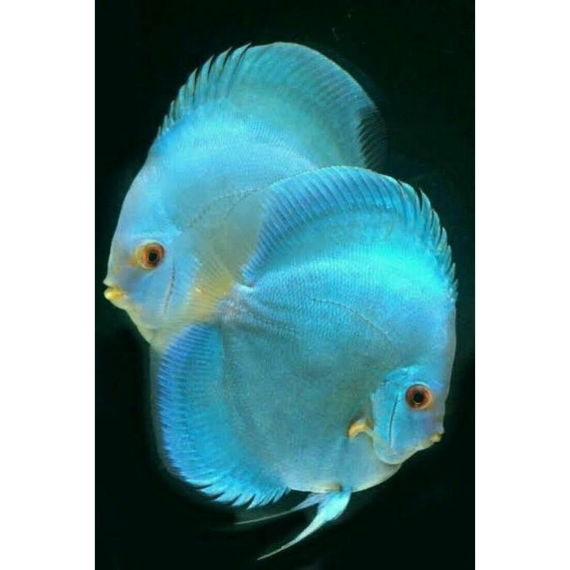 Jual Discus aquarium Blue diamond/ ikan hias air tawar / rayakan discus kualitas | Shopee Indonesia
