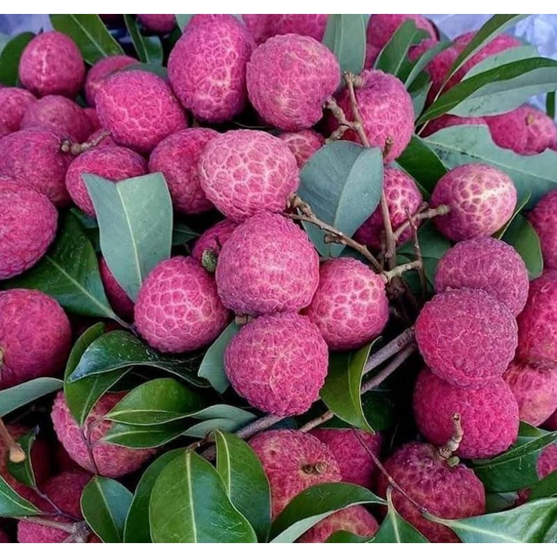 Jual BIBIT TANAMAN LECI MERAH CANGKOK (LECI KOM) | Shopee Indonesia