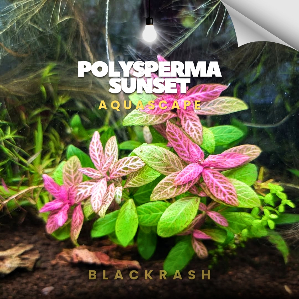 Jual Hygrophila Polysperma sunset ( Tanaman Aquascape Tumbuhan Air ...