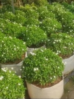 Jual Tanaman Rembosa mini sudah bulat, bunga putih daun Rimbun | Shopee ...