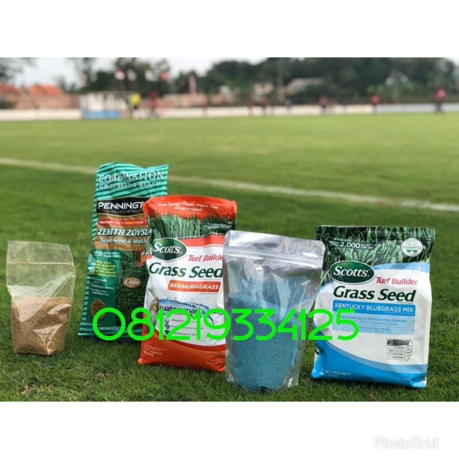 Jual PRODUK READY benih bibit rumput jepang dan golf-benih rumput swiss ...