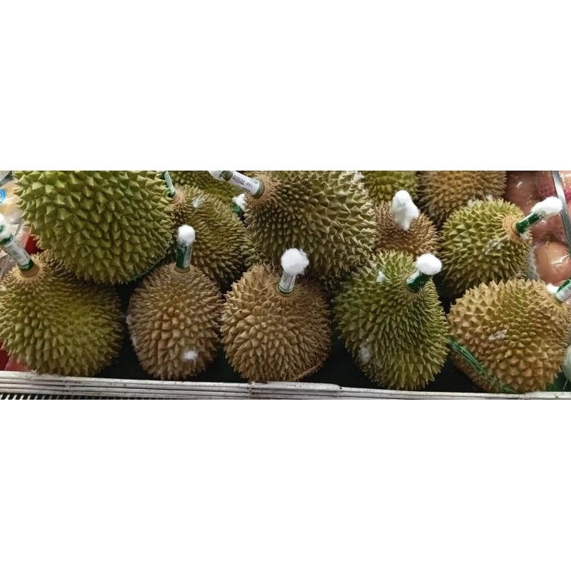 Jual Buah durian musang king asli Malaysia mini -+1,5 kg | Shopee Indonesia