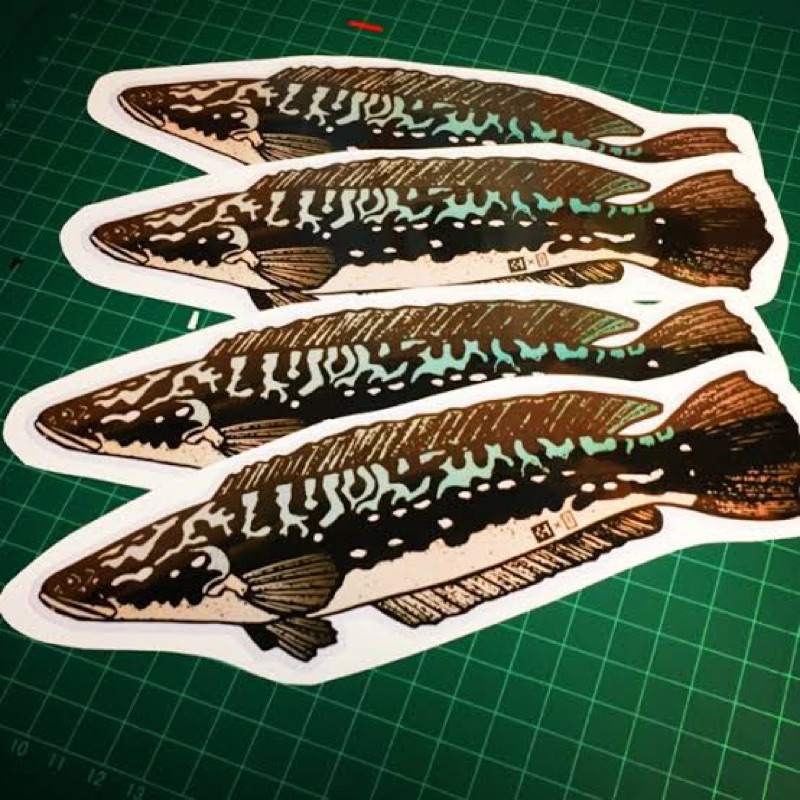 Jual sticker Toman sz 18-20cm | Shopee Indonesia