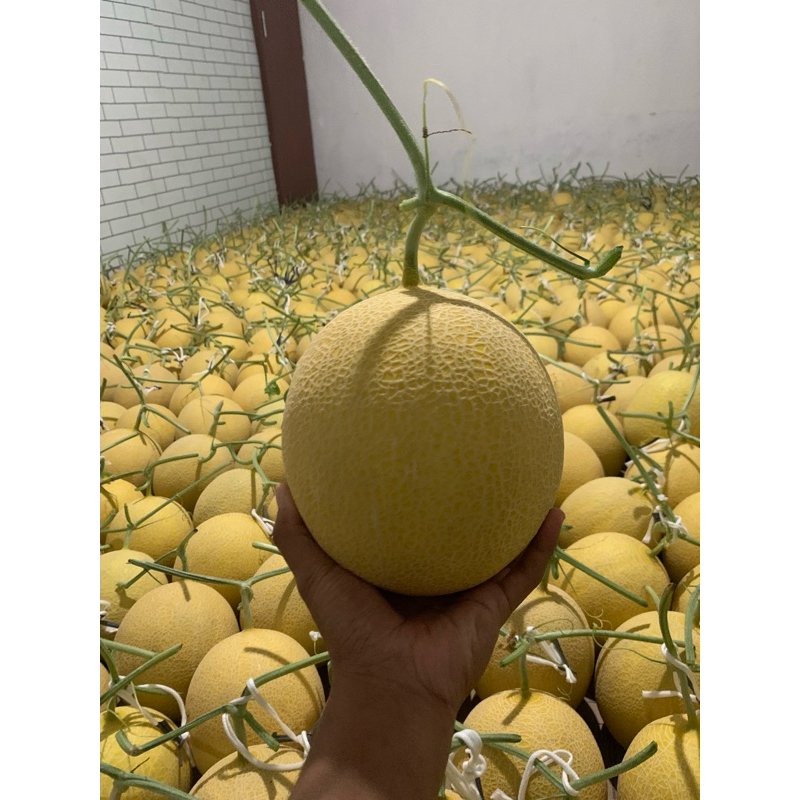 Jual BUAH MELON PREMIUM GOLDEN INTHANON & SWEETNET & HONEYDAW ...