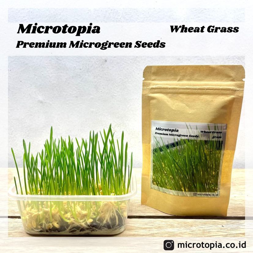 Jual Bibit Wheatgrass / Rumput Gandum - Premium Microgreen Seeds - 50 gram | Shopee Indonesia