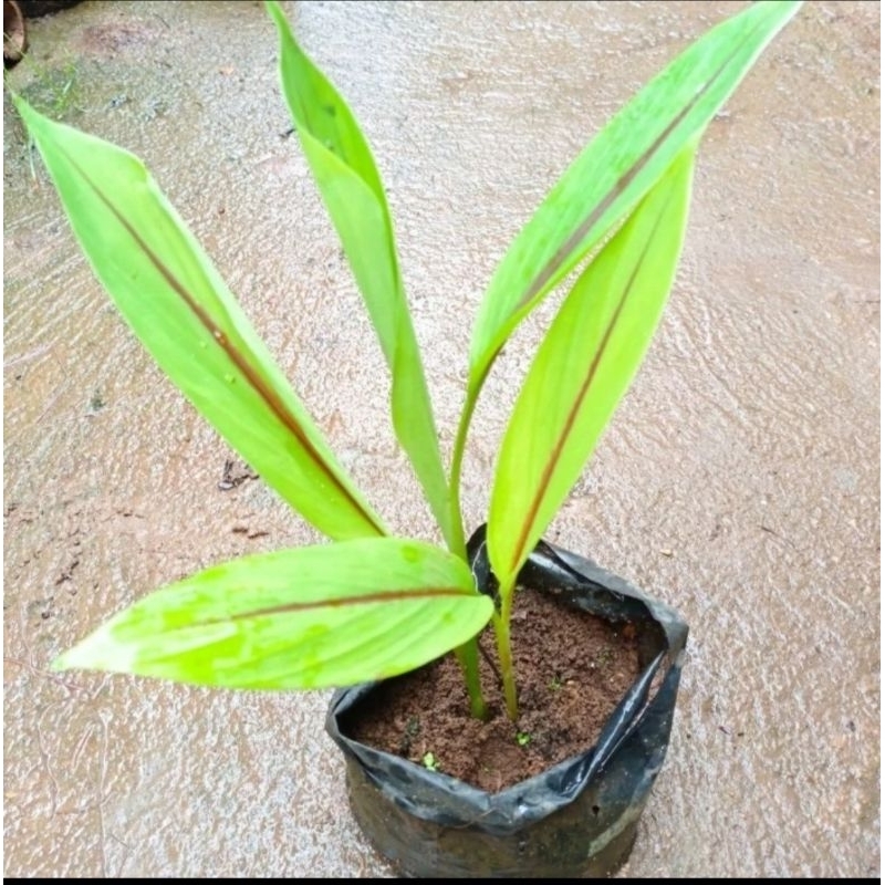 Jual Bibit Tanaman Pohon Temu Putih/Kunyit Putih Tumbuh Daun | Shopee ...
