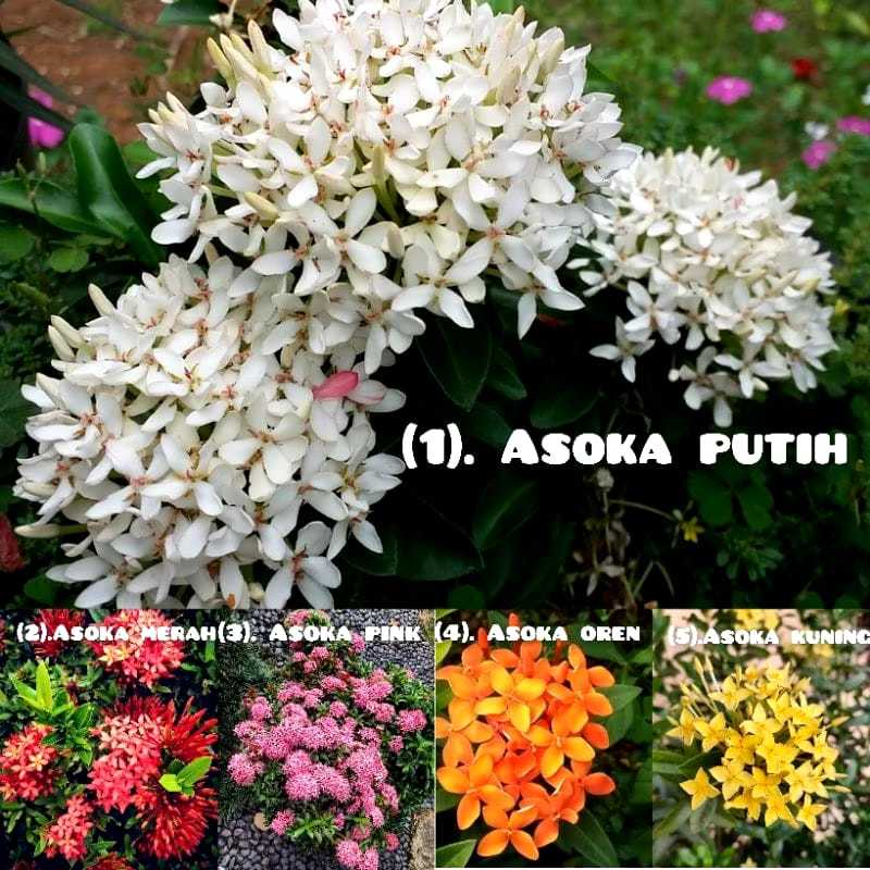 Jual paket tanaman Asoka( kuning, putih, merah, oren ,pink) | Shopee ...