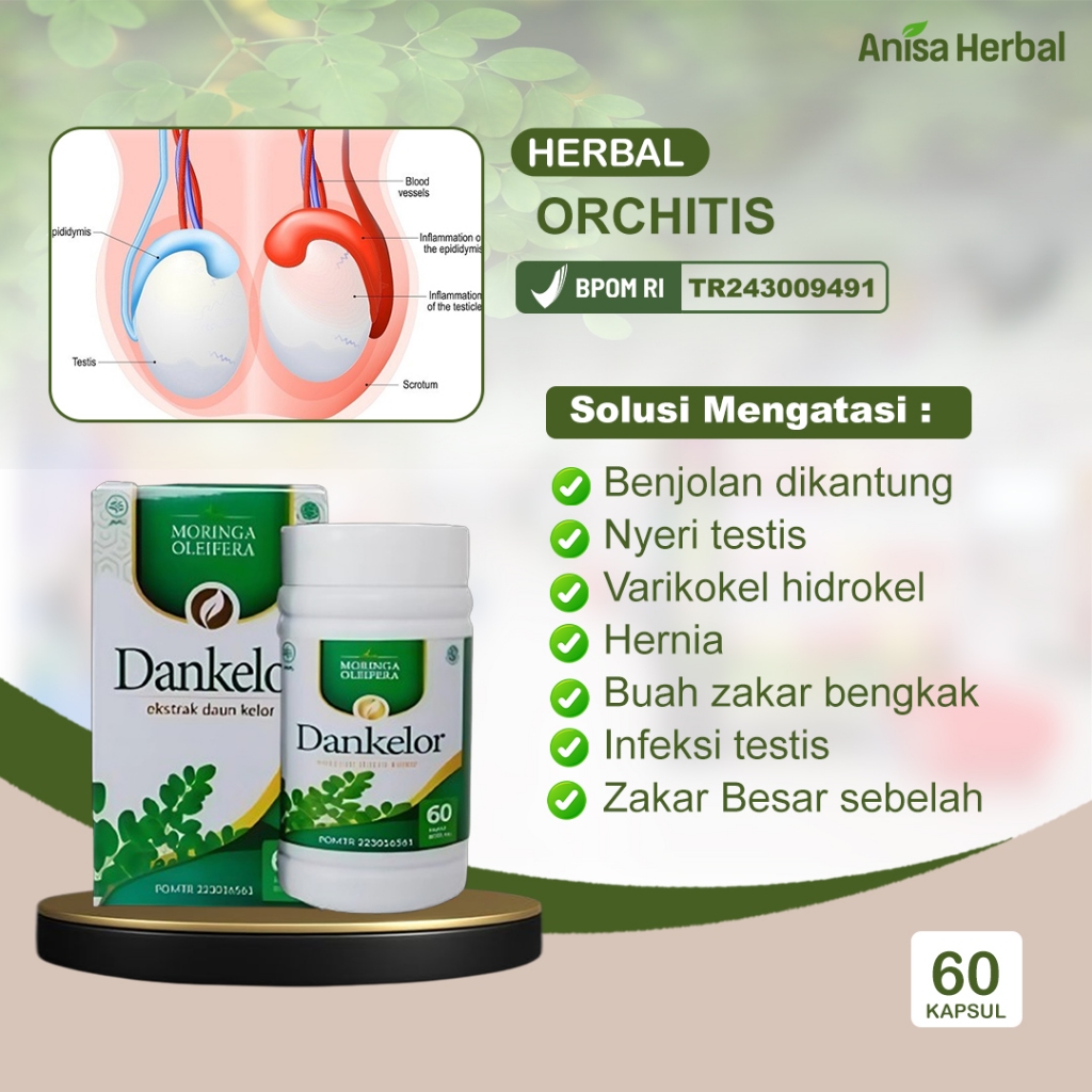Jual Obat Orchitis Benjolan Di Kantong Buah Zakar Verikokel Hidrokel ...