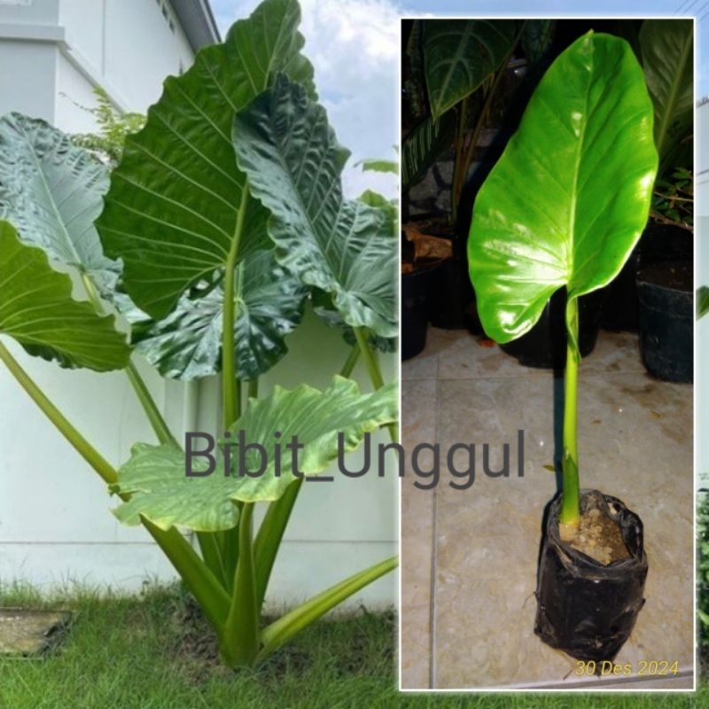 Jual Bibit Sente Hijau | Tanaman Hias | Cek Deskripsi | Shopee Indonesia