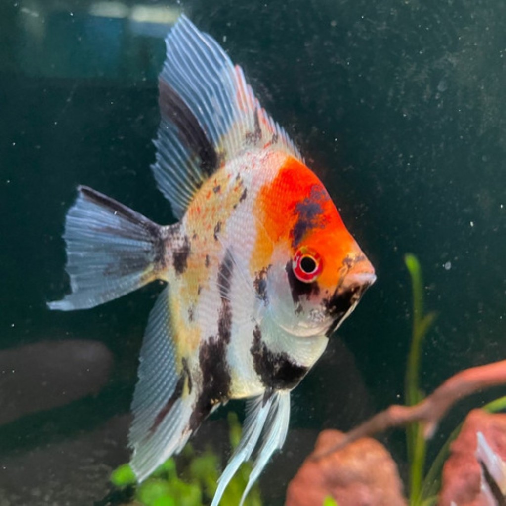 Jual ikan hias layang manfish red koi devil size kecil aquascape fish ...