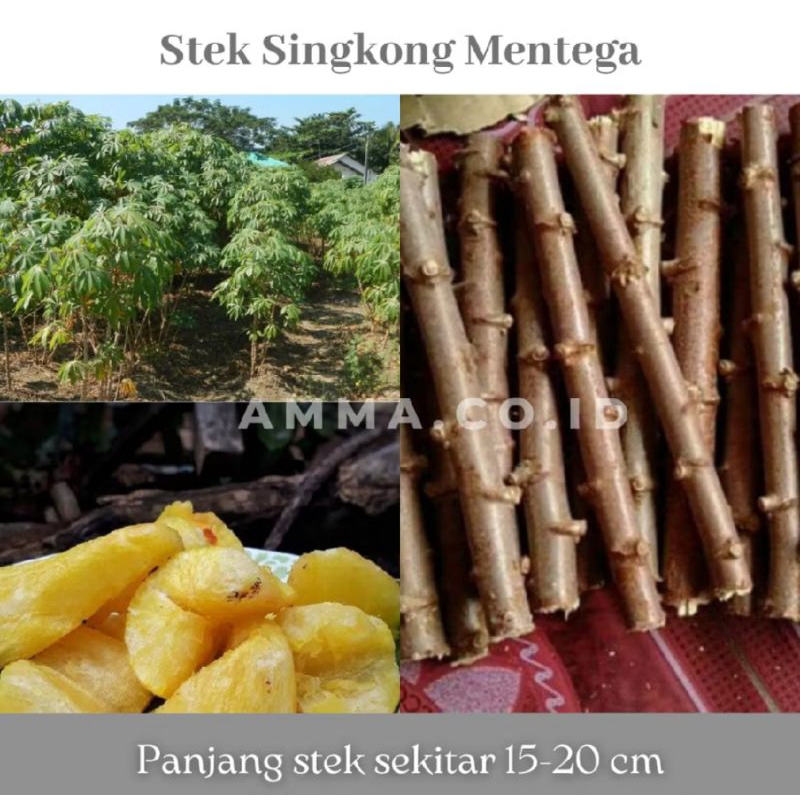 Jual PROMO!! bibit stek singkong ketela mentega kuning 1kg | Shopee ...