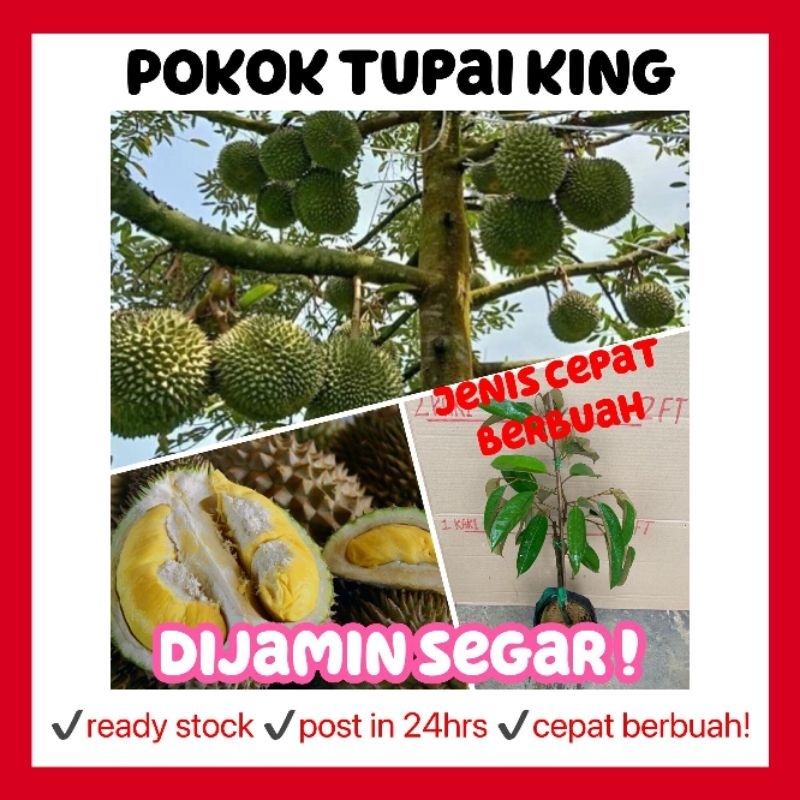 Jual bibit durian tupai king malaysia | Shopee Indonesia