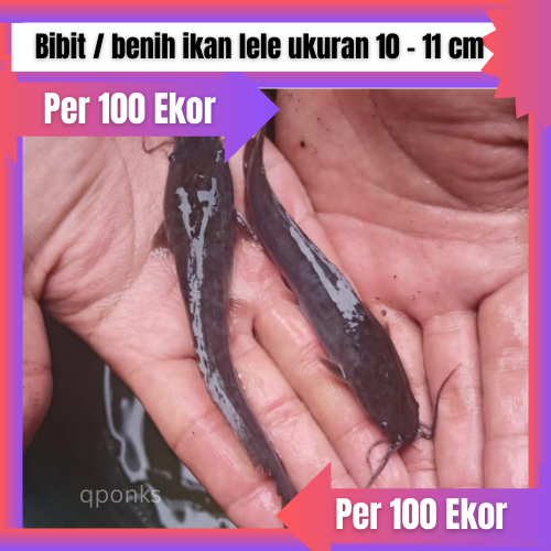 Jual Bibit / benih ikan lele ukuran 10 - 11 cm per 100 ekor | Shopee ...
