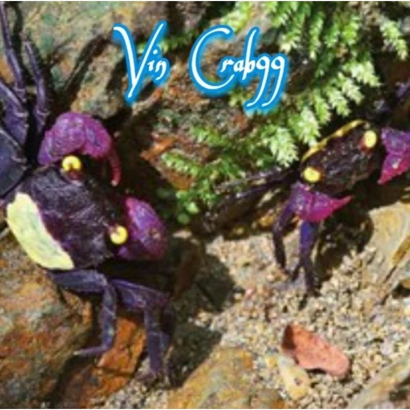 Jual Kepiting Hias Mini Tawar (Green Carnaval Crab) | Shopee Indonesia