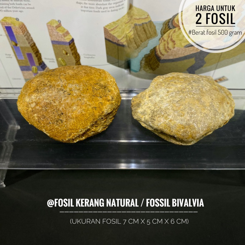 Jual Fosil Kerang Natural A38 atau Fosil Bivalvia atau Fosil Kijing ...