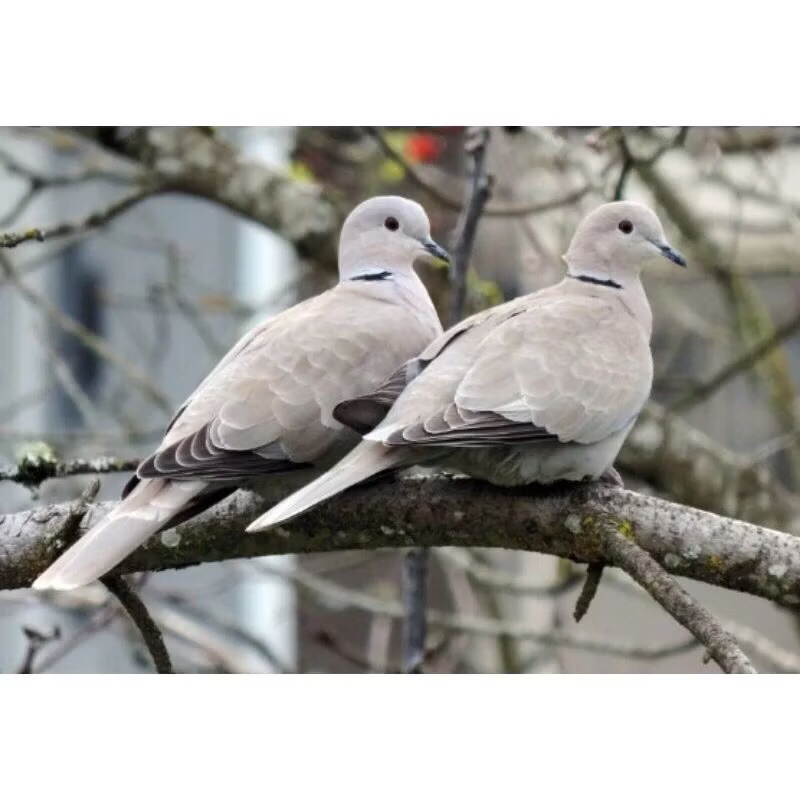 Jual Burung Puter Pelung satuan dan sepasang | Shopee Indonesia