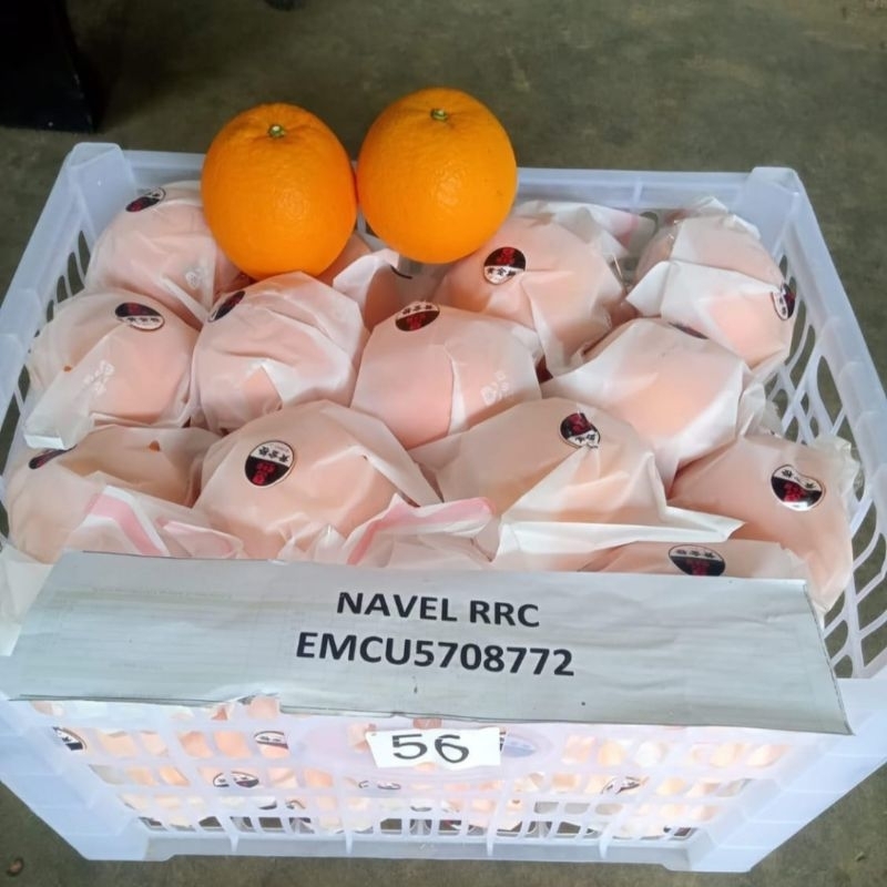 Jual Jeruk Navel RRC Per Kg | Shopee Indonesia