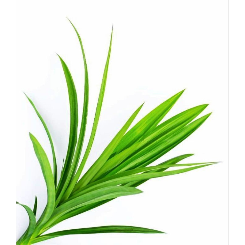 Jual Daun Pandan 1 ikat 20-30 Lembar Daun Segar Daun Hijau Fresh ...