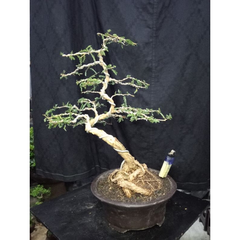 Jual Bonsai Asem Taiwan / Bonsai Asam Saraf | Shopee Indonesia
