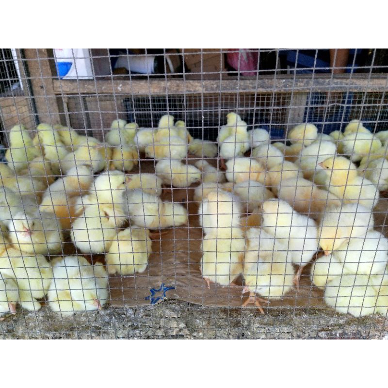 Jual doc ayam broiler anak ayam pedaging ayam potong | Shopee Indonesia