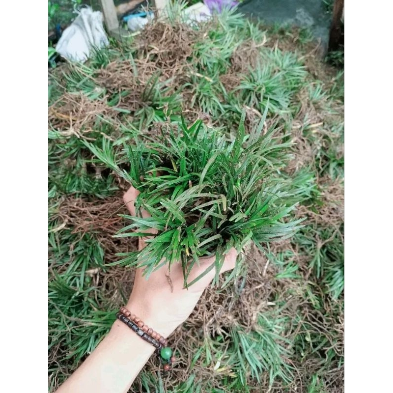 Jual Bibit Rumput Kucai mini - Tanaman Kucai mini - Tumbuhan kucai mini ...