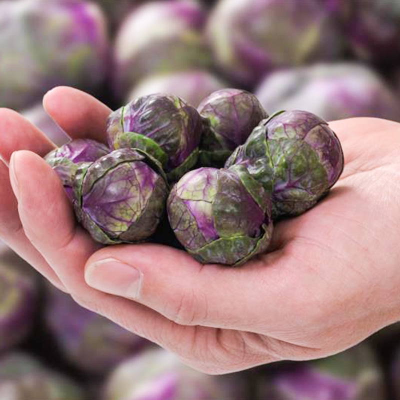 Jual 100 biji Ungu Kubis mini kak-benih sayuran | Shopee Indonesia
