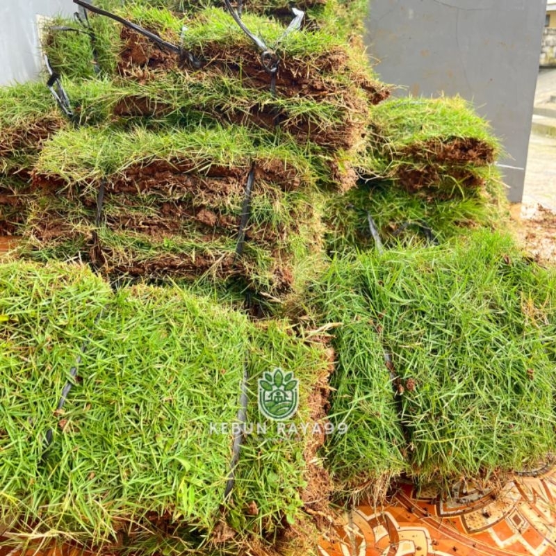 Jual KEBUN RAYA- Rumput Jepang Hidup 1×1 Meter Berjarak | Shopee Indonesia