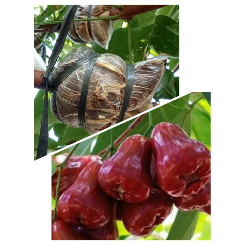 Jual cangkokan jambu air citra fress/cangkok citra murah potong ...