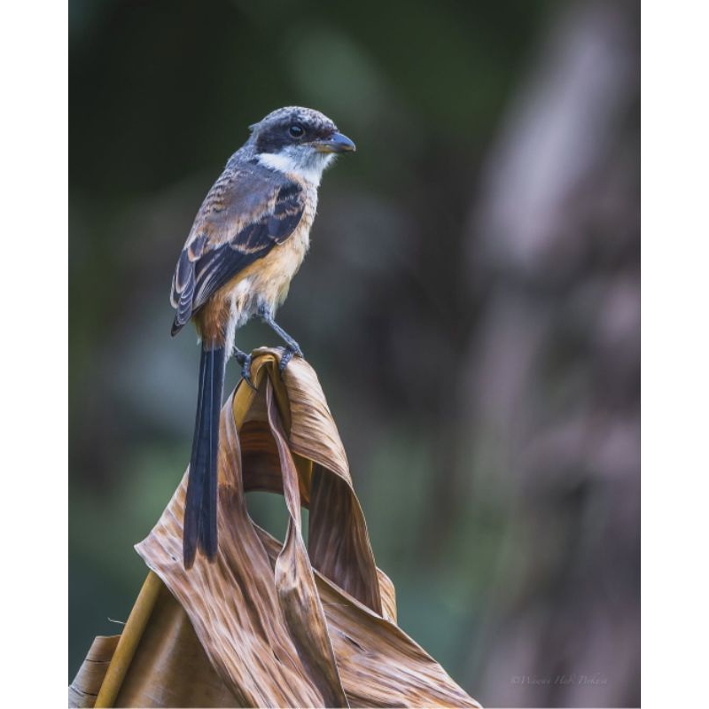 Jual BURUNG PENTET/CENDET BAHAN JANTAN | Shopee Indonesia