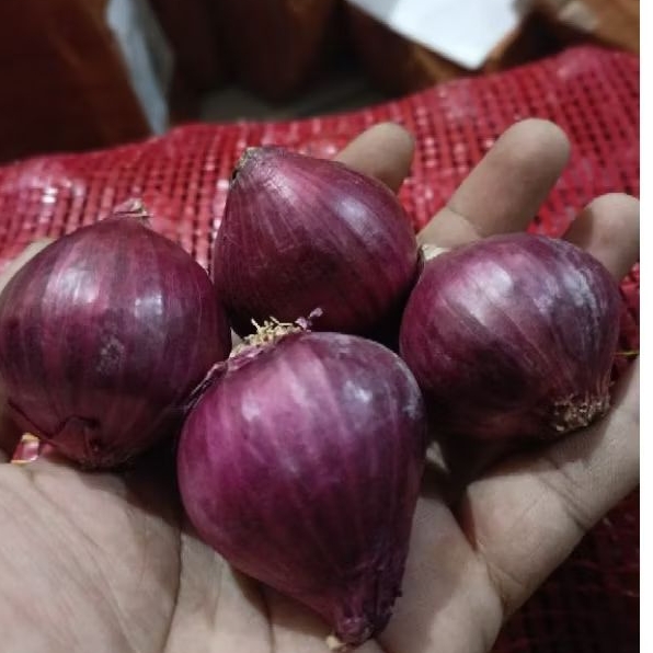 Jual bawang merah Peking india 500 gr | Shopee Indonesia