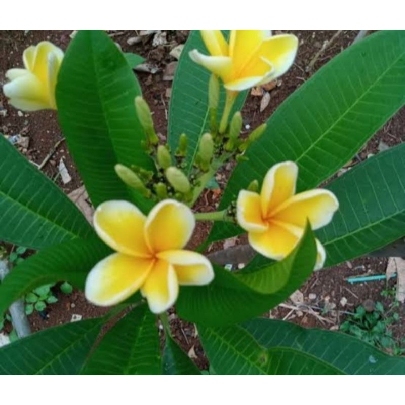 Jual stek batang tanaman bunga kamboja Bali(warna kuning) | Shopee ...