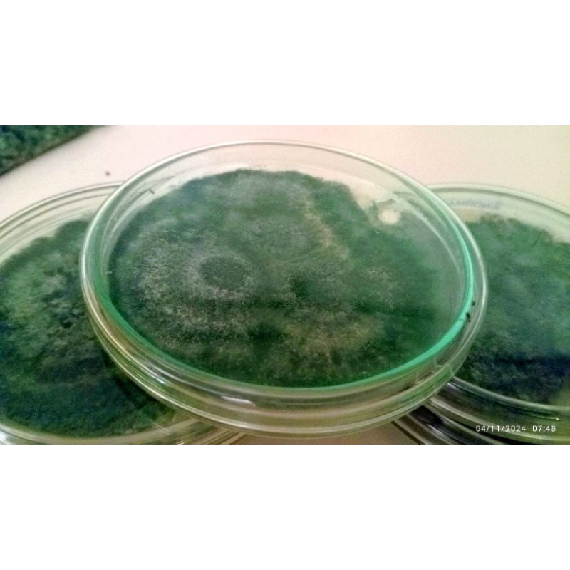 Jual Trichoderma Harzianum, Bibit / isolat Tricoderma premium | Shopee ...