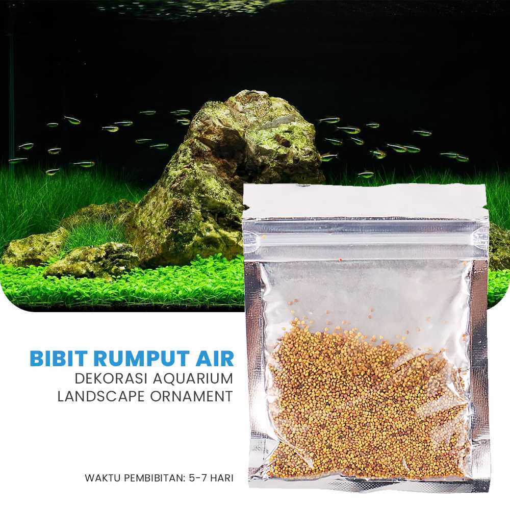 Jual APEN Bibit Rumput Air Dekorasi Aquarium Landscape Ornament Barang ...