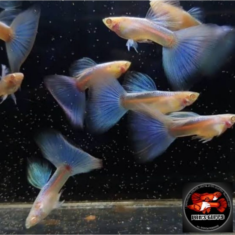 Jual Hiasan aquarium Guppy blue sky paket 5 pasang | Shopee Indonesia