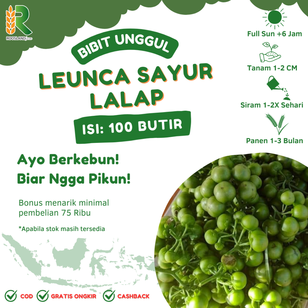Jual (100 BUTIR) BENIH BIJI LEUNCA LALAP SAYUR KUALITAS UNGGUL | Shopee ...