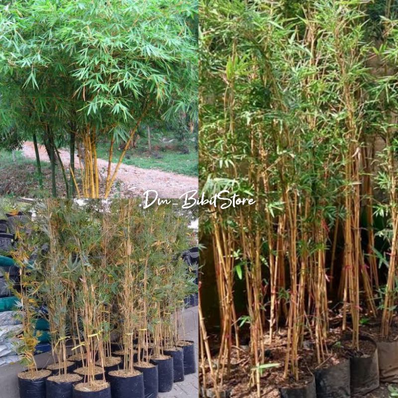 Jual Bibit Tanaman Bambu Kuning Asli Rimbun Siap Tanam | Shopee Indonesia