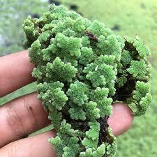 Jual Azolla microphylla / azola / bibit azolla / indukan azola BIBT ...