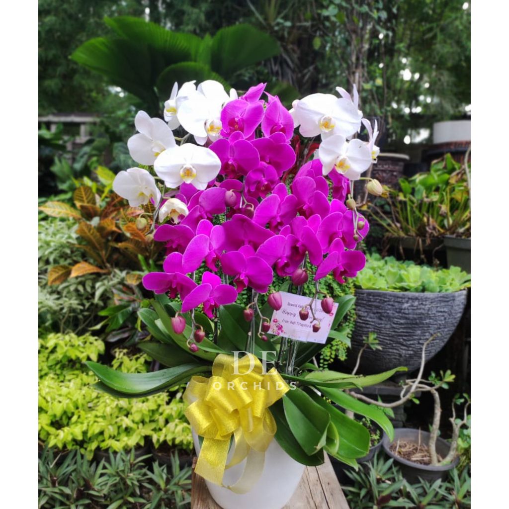 Jual Bunga Anggrek bulan Dewasa Warna Putih Ungu rangkaian 6 pohon ...