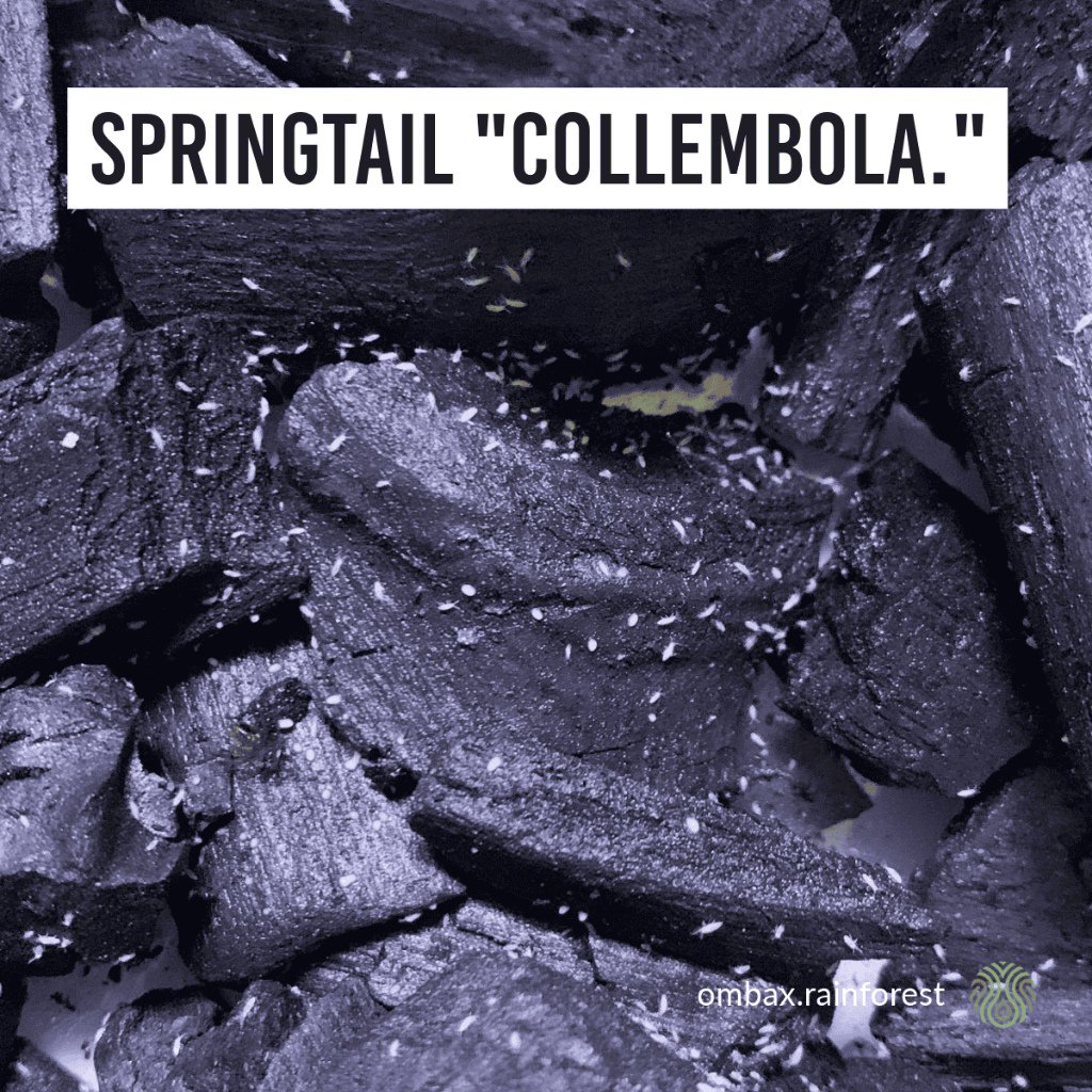 Jual Springtail Collembola - Pengendali Alami untuk Bioactive Terrarium ...