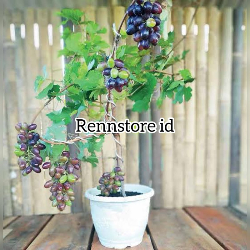 Jual Bibit Anggur Import GosV Unggul Siap Berbuah Cepat | Shopee Indonesia