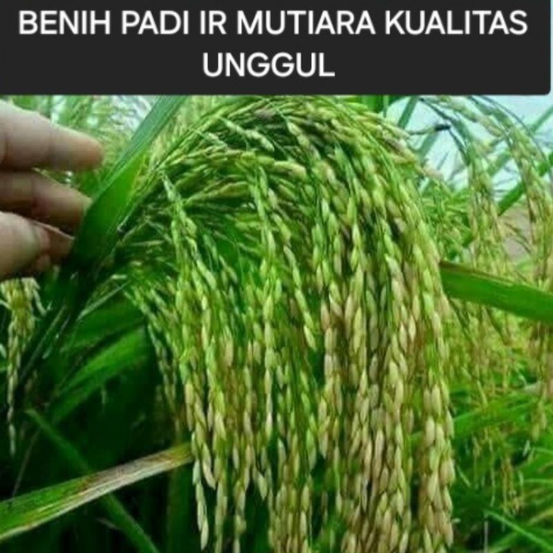 Jual Benih Padi Ir Mutiara Kualitas Unggul 5Kg | Shopee Indonesia