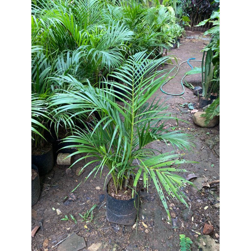 Jual tanaman palem kuning rimbun | Shopee Indonesia