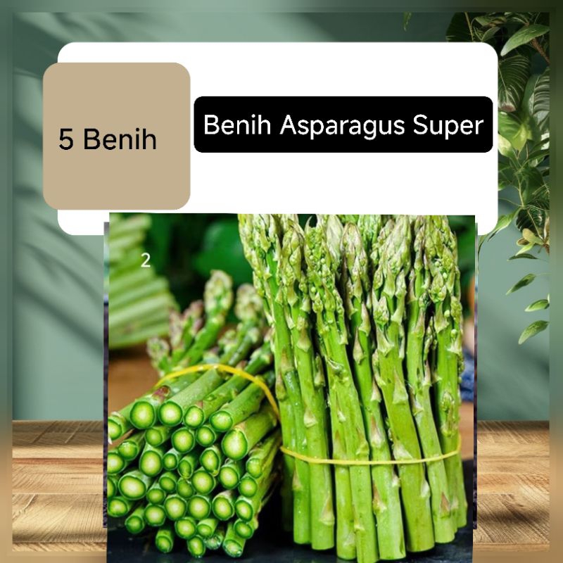Jual Benih Asparagus Pilihan (5 butir) | Shopee Indonesia